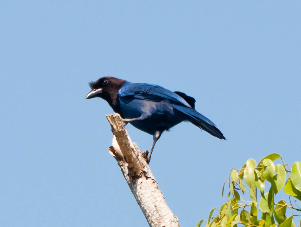 Foto gralha-azul (Cyanocorax caeruleus) Por Sandra Césari | Wiki Aves ...