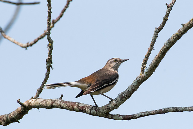Foto calhandra-de-três-rabos (Mimus triurus) Por Fabiane Marchesini ...
