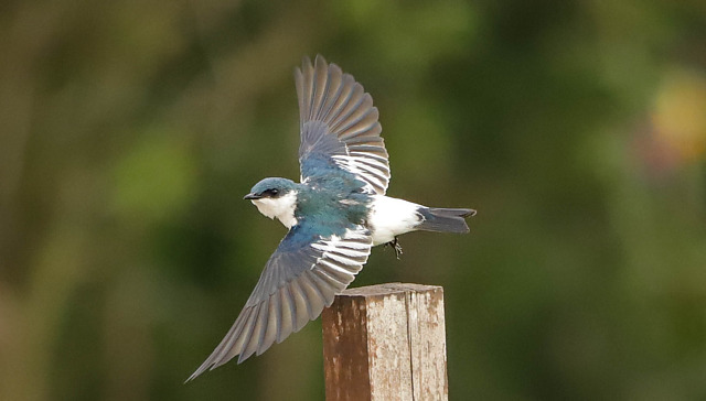 Foto andorinha-do-rio (Tachycineta albiventer) Por Bárbara Walmsley ...