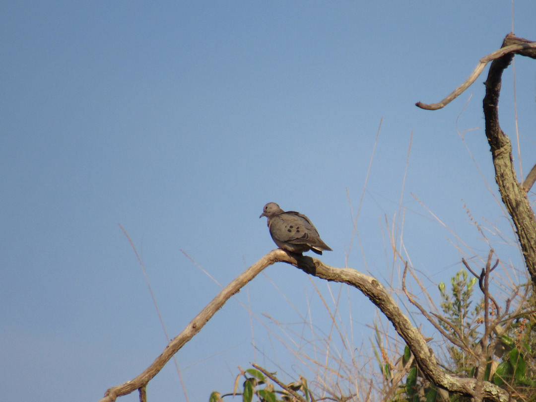 Foto avoante (Zenaida auriculata) Por Marcio Lima | Wiki Aves - A ...