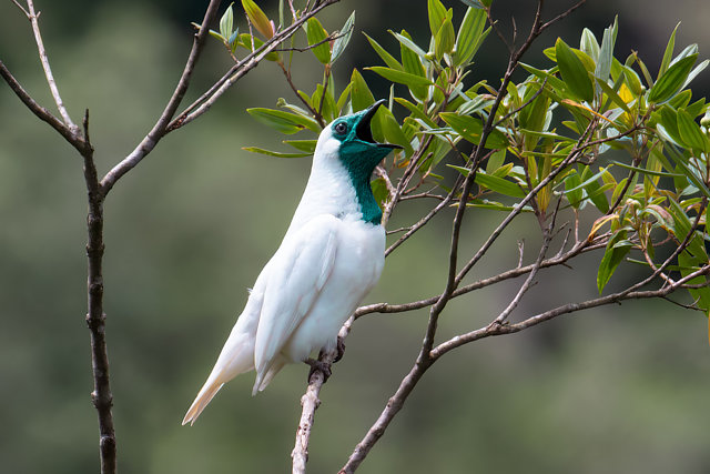 Foto araponga (Procnias nudicollis) Por Paulo Cunha Pereira | Wiki Aves ...