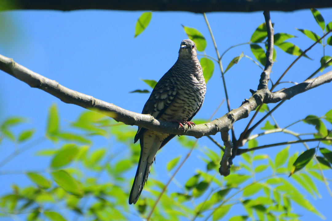 Foto rolinha-fogo-apagou (Columbina squammata) Por Jean Jr Barcik ...