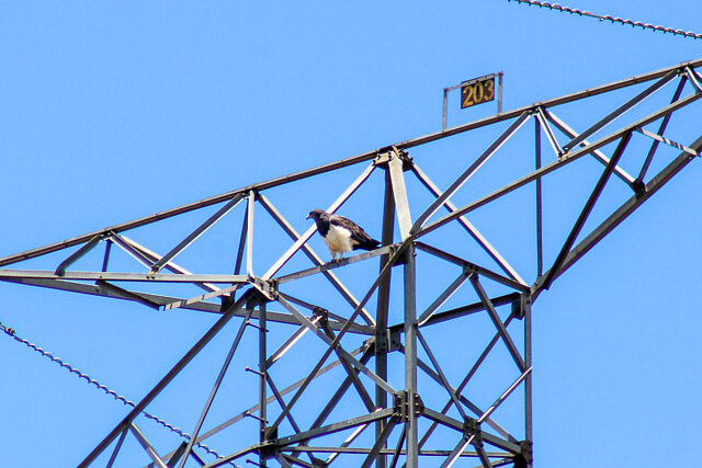 Foto águia-serrana (Geranoaetus melanoleucus) Por Isabella Surjus ...