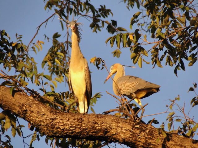 Foto maria-faceira (Syrigma sibilatrix) Por José Amaral | Wiki Aves - A ...