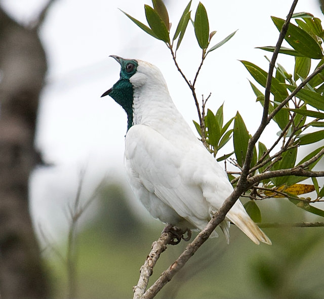 Foto araponga (Procnias nudicollis) Por Paulo Cunha Pereira | Wiki Aves ...