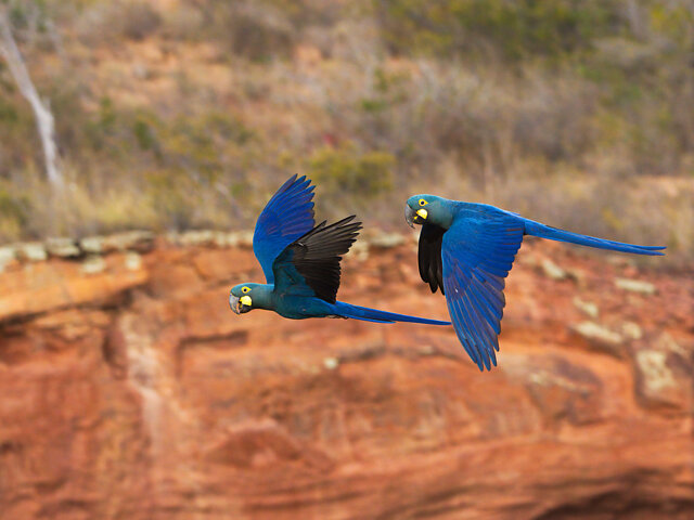 Foto arara-azul-de-lear (Anodorhynchus leari) Por Alex Mesquita | Wiki ...