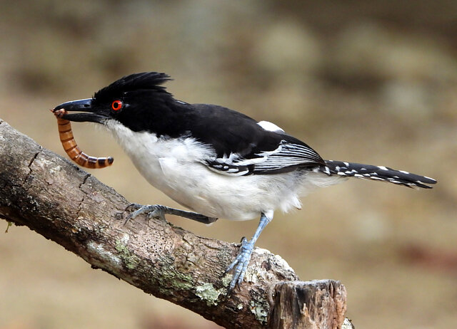 Foto choró-boi (Taraba major) Por Kennedy Borges-Road | Wiki Aves - A ...
