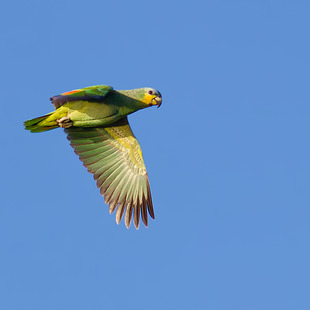 curica (Amazona amazonica) | WikiAves - A Enciclopédia das Aves do Brasil