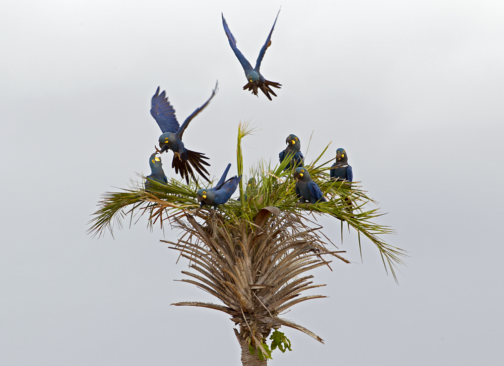 Foto arara-azul-de-lear (Anodorhynchus leari) Por Ciro Albano | Wiki ...
