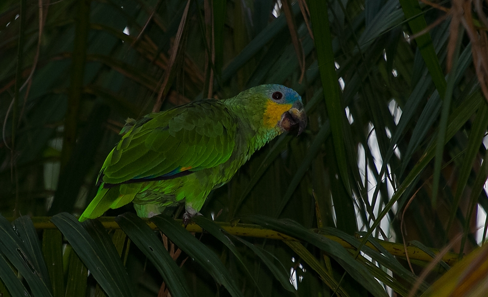 Foto curica (Amazona amazonica) Por Ronaldo L. G. | Wiki Aves - A ...