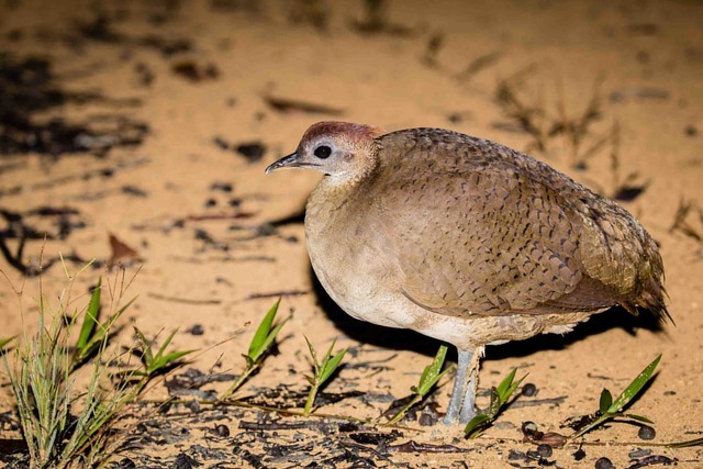 Foto inhambu-serra (Tinamus major) Por Rodrigo Quadros | Wiki Aves - A ...