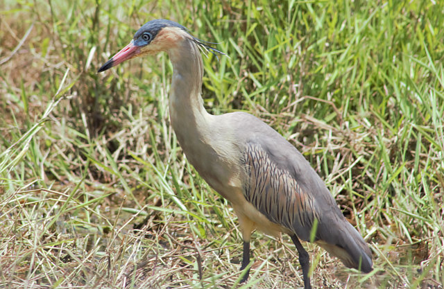 Foto maria-faceira (Syrigma sibilatrix) Por Raphael Bastos 2 | Wiki ...