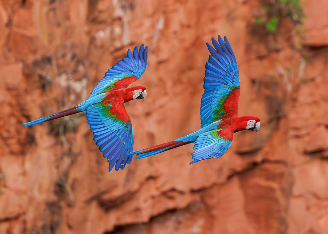 Foto arara-vermelha (Ara chloropterus) Por Diomar Mühlmann | Wiki Aves ...