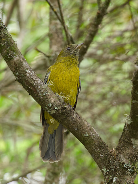 Foto saudade-de-asa-cinza (Lipaugus conditus) Por Flávio Mesquita ...