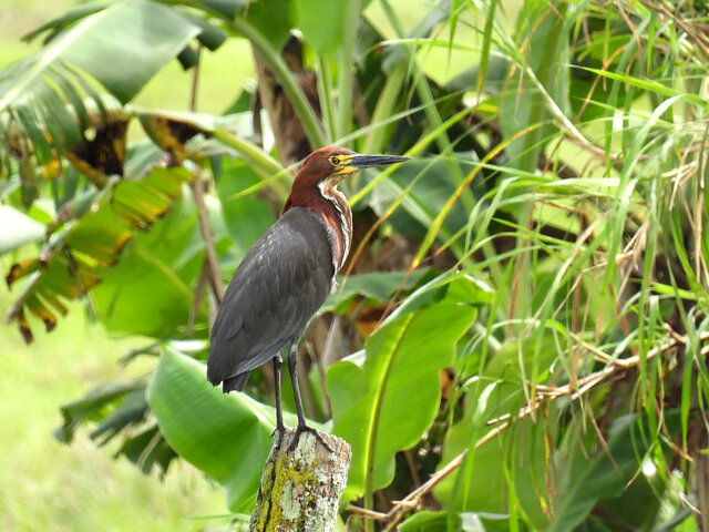 Foto socó-boi (Tigrisoma lineatum) Por Luiz N. Filho | Wiki Aves - A ...