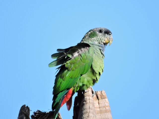 Foto maitaca-verde (Pionus maximiliani) Por Tatiane Marinho | Wiki Aves ...