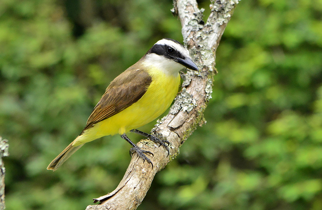 Foto bem-te-vi (Pitangus sulphuratus) Por Maria Jucá | Wiki Aves - A ...