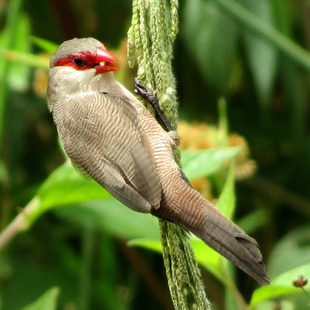 Estrildidae | WikiAves - A Enciclopédia das Aves do Brasil