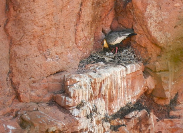 curicaca (Theristicus caudatus) | WikiAves - A Enciclopédia das Aves do ...