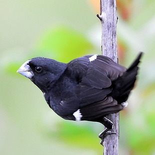 bicudinho (Sporophila crassirostris) | WikiAves - A Enciclopédia das ...