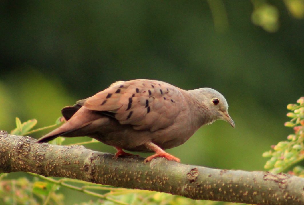 Foto rolinha-roxa (Columbina talpacoti) Por Felipe_Terra | Wiki Aves ...