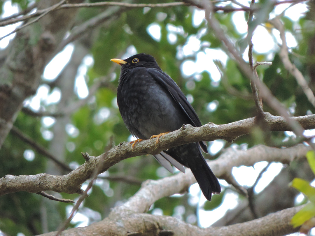 Foto sabiá-una (Turdus flavipes) Por Fernando Hofmann | Wiki Aves - A ...