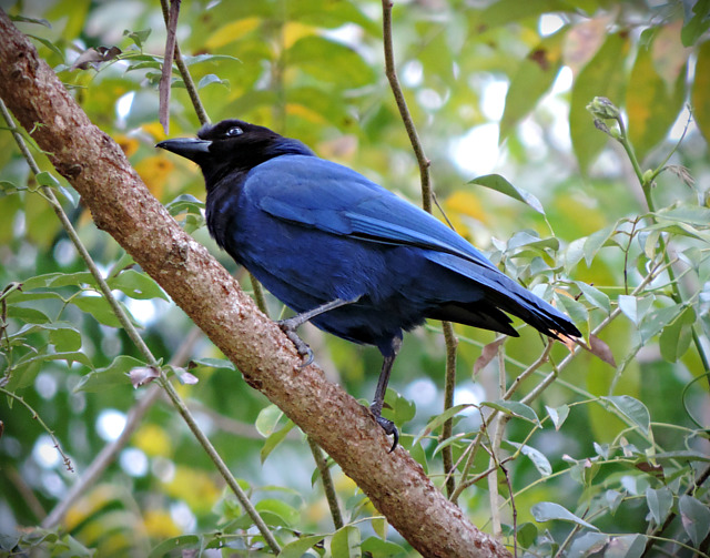 Foto gralha-azul (Cyanocorax caeruleus) Por Fernando Hofmann | Wiki ...