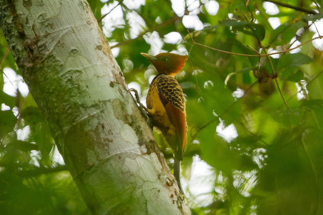 Foto pica-pau-lindo (Celeus spectabilis) Por André Grassi-EcoBirding ...