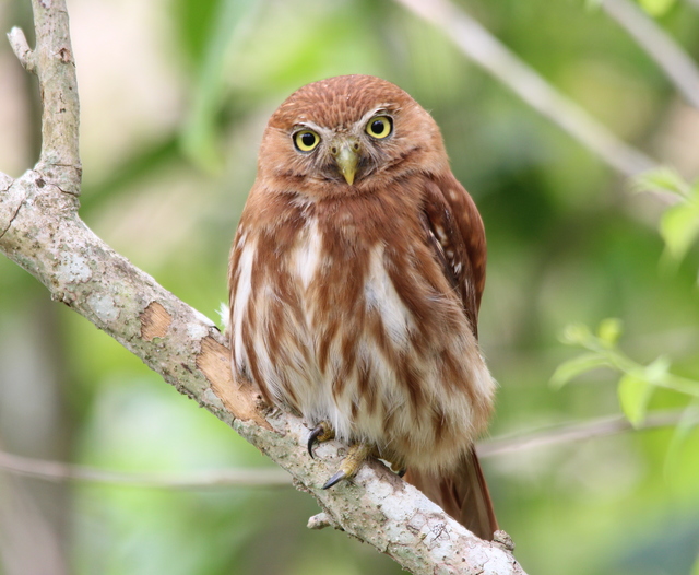 caburé (Glaucidium brasilianum) | WikiAves - A Enciclopédia das Aves do ...