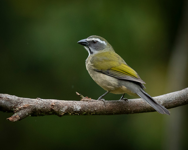 Foto trinca-ferro (Saltator similis) Por Marcelo Figueiroa | Wiki Aves ...