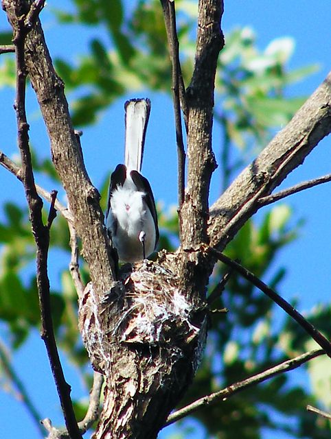 Foto balança-rabo-de-máscara (Polioptila dumicola) Por Michelângelo ...