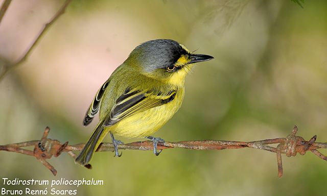 Foto teque-teque (Todirostrum poliocephalum) Por Bruno Rennó | Wiki ...