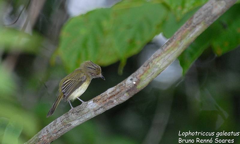 Foto sebinho-de-penacho (Lophotriccus galeatus) Por Bruno Rennó | Wiki ...