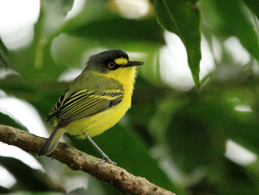 Foto teque-teque (Todirostrum poliocephalum) Por Roney Silveira | Wiki ...