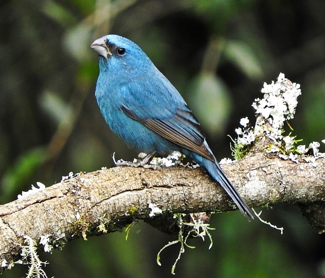 Foto azulinho (Cyanoloxia glaucocaerulea) Por Adolf Wall | Wiki Aves ...