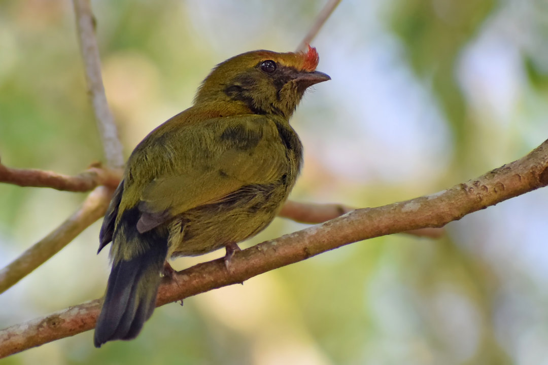 Foto soldadinho (Antilophia galeata) Por Jaime Oliveira | Wiki Aves - A ...