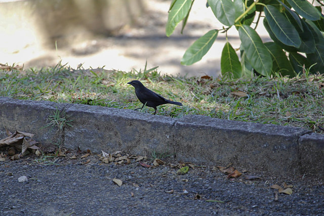 Foto chupim (Molothrus bonariensis) Por Daniel T. Silva | Wiki Aves - A ...