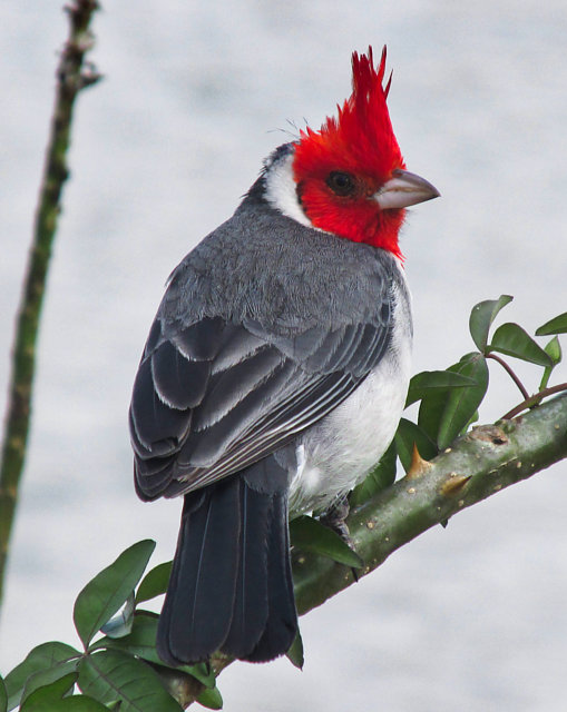 Foto cardeal (Paroaria coronata) Por Enéas G. Junior | Wiki Aves - A ...