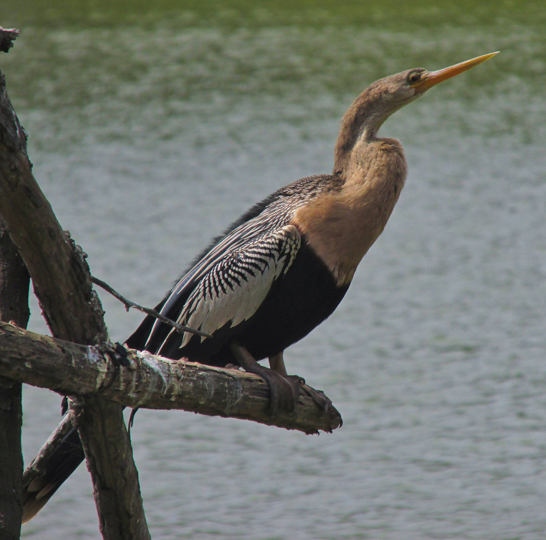 Foto biguatinga (Anhinga anhinga) Por Enéas G. Junior | Wiki Aves - A Enciclopédia das Aves do ...