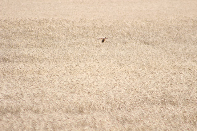 Foto perdiz (Rhynchotus rufescens) Por Bilizinho Alher | Wiki Aves - A ...