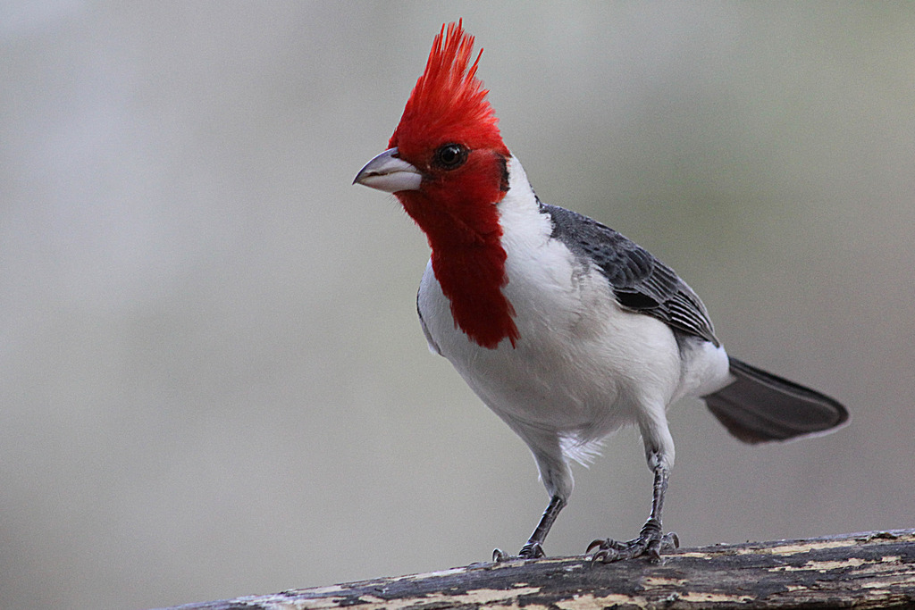 Foto cardeal (Paroaria coronata) Por Vera Méo | Wiki Aves - A ...