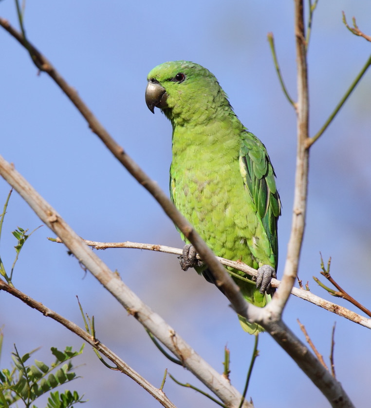 Foto curica-verde (Graydidascalus brachyurus) Por Anselmo d`Affonseca ...