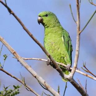 curica-verde (Graydidascalus brachyurus) | WikiAves - A Enciclopédia ...