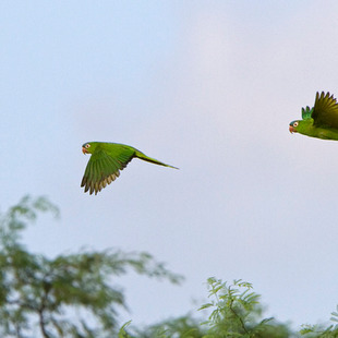 aratinga-de-testa-azul (Thectocercus acuticaudatus) | WikiAves - A ...