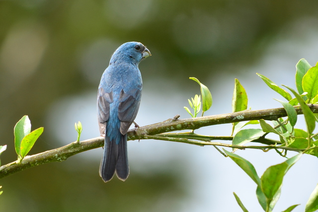 Foto azulinho (Cyanoloxia glaucocaerulea) Por Carlos Meireles | Wiki ...