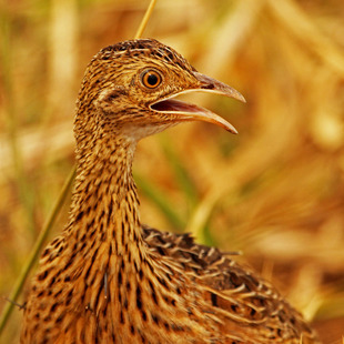 codorna-amarela (Nothura maculosa) | WikiAves - A Enciclopédia das Aves ...