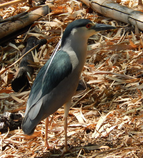Foto socó-dorminhoco (Nycticorax nycticorax) Por Rodrigo Castilho ...