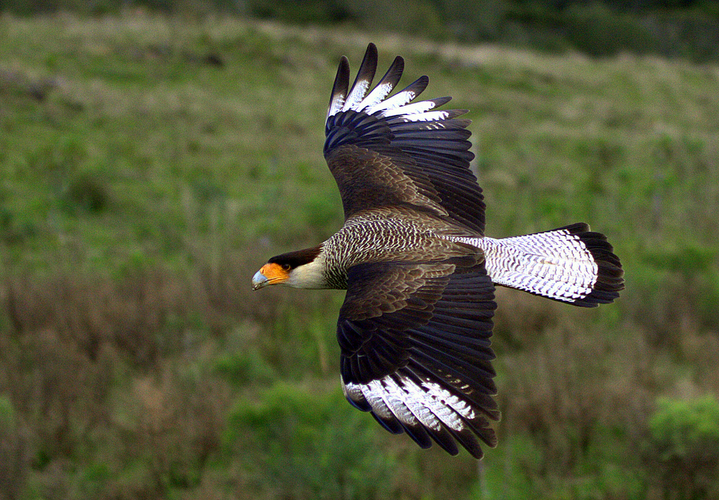 Foto carcará (Caracara plancus) Por José Branco | Wiki Aves - A ...