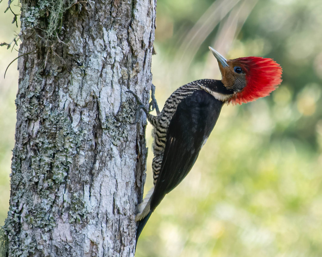 Foto pica-pau-de-cara-canela (Celeus galeatus) Por Adrian Rupp | Wiki Aves - A Enciclopédia das ...