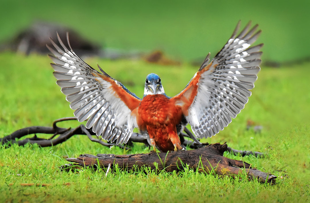 Foto martim-pescador-grande (Megaceryle torquata) Por Ferrarezi | Wiki ...